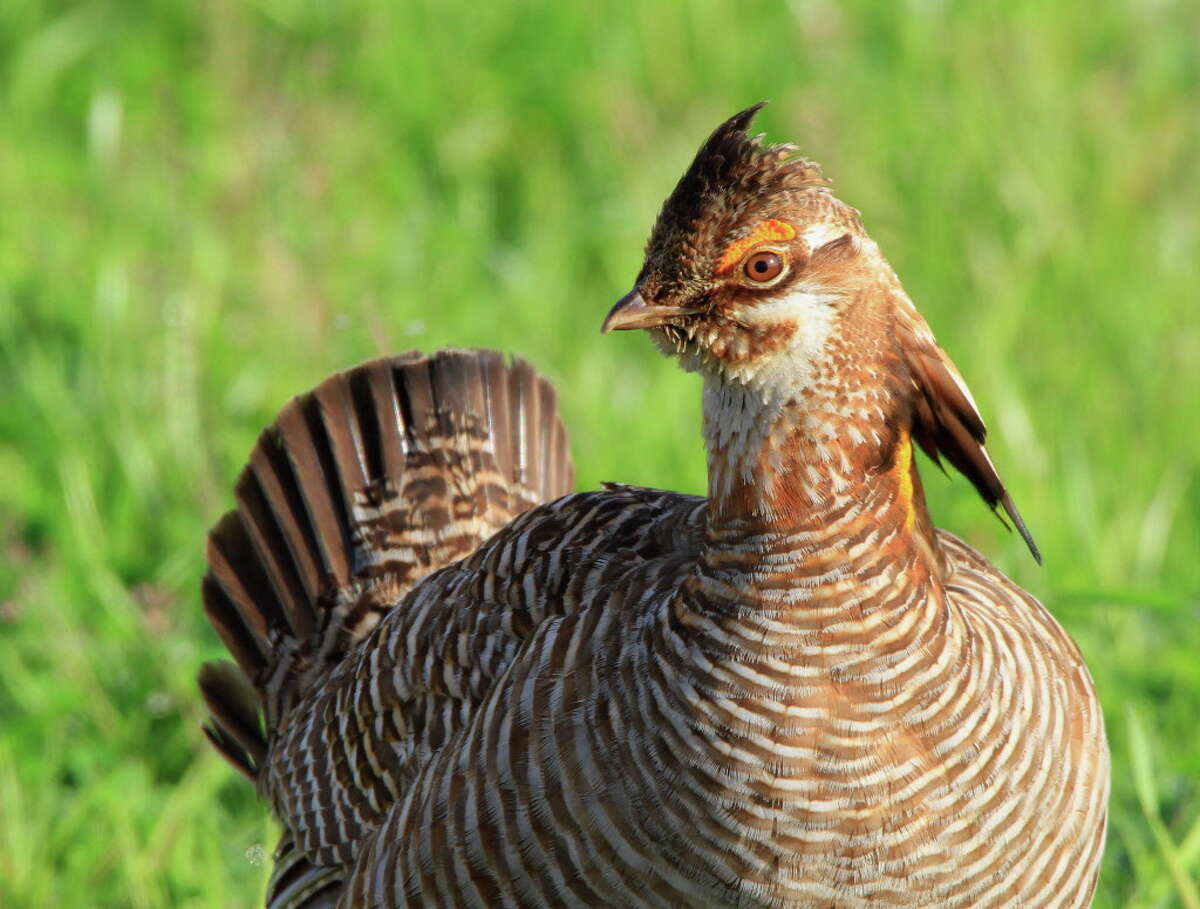 Attwater's prairie chickens 'boom' into spring