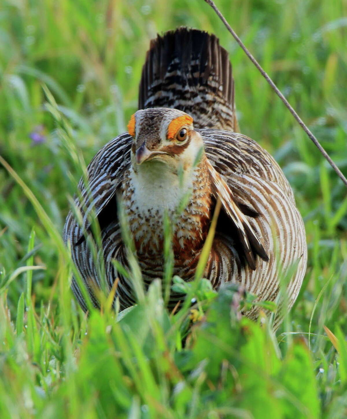 Attwater's prairie chickens 'boom' into spring