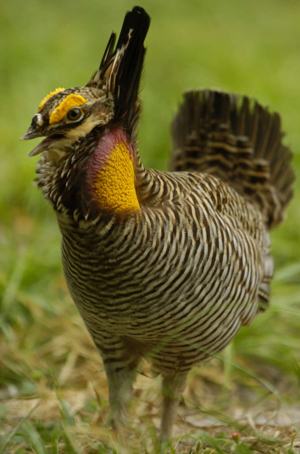 Attwater's prairie chickens 'boom' into spring