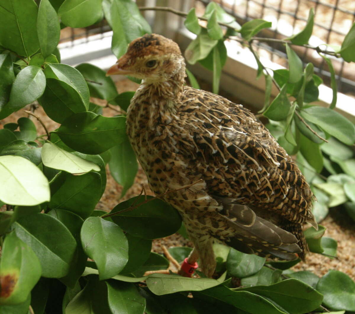 Attwater's prairie chickens 'boom' into spring