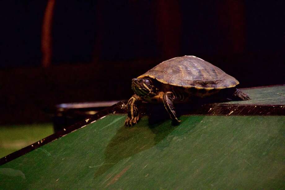 Photos: Little Woodrow’s pub brings turtle races and Karbach to San ...
