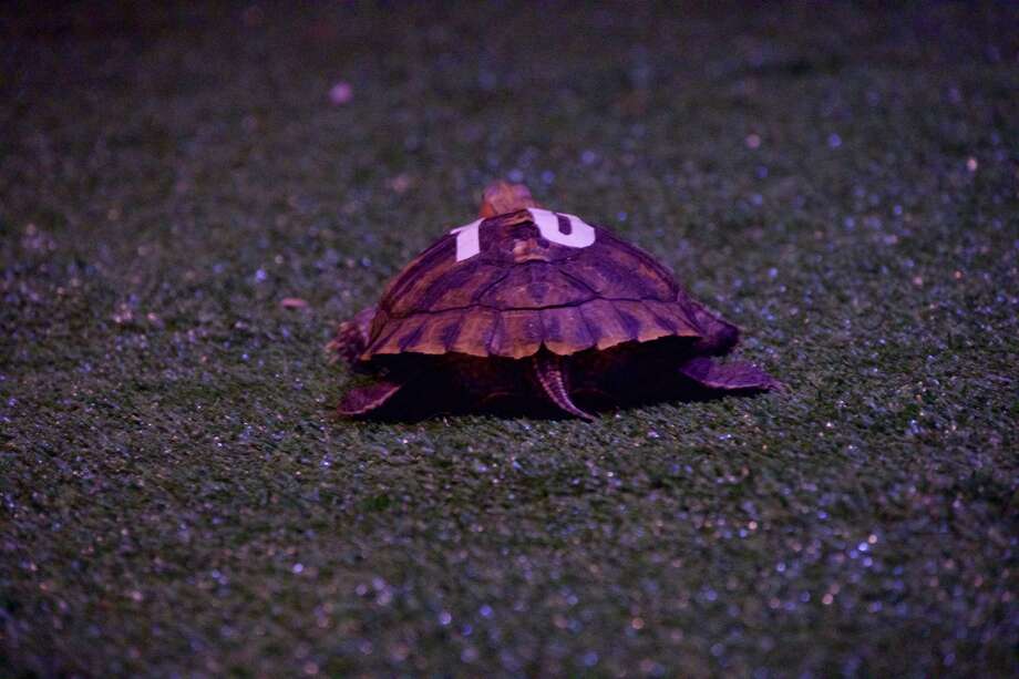 Photos: Little Woodrow’s pub brings turtle races and Karbach to San ...