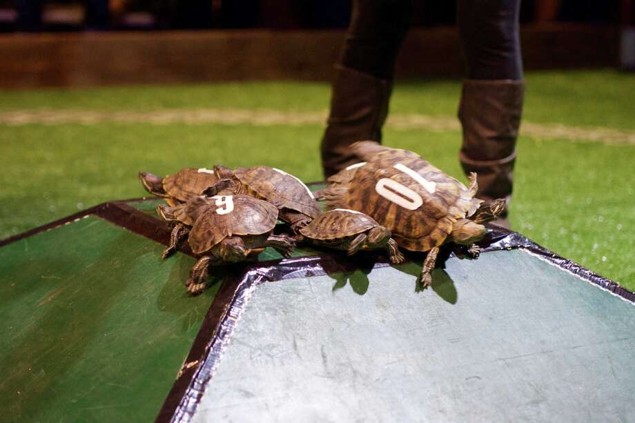 Photos: Little Woodrow’s pub brings turtle races and Karbach to San ...