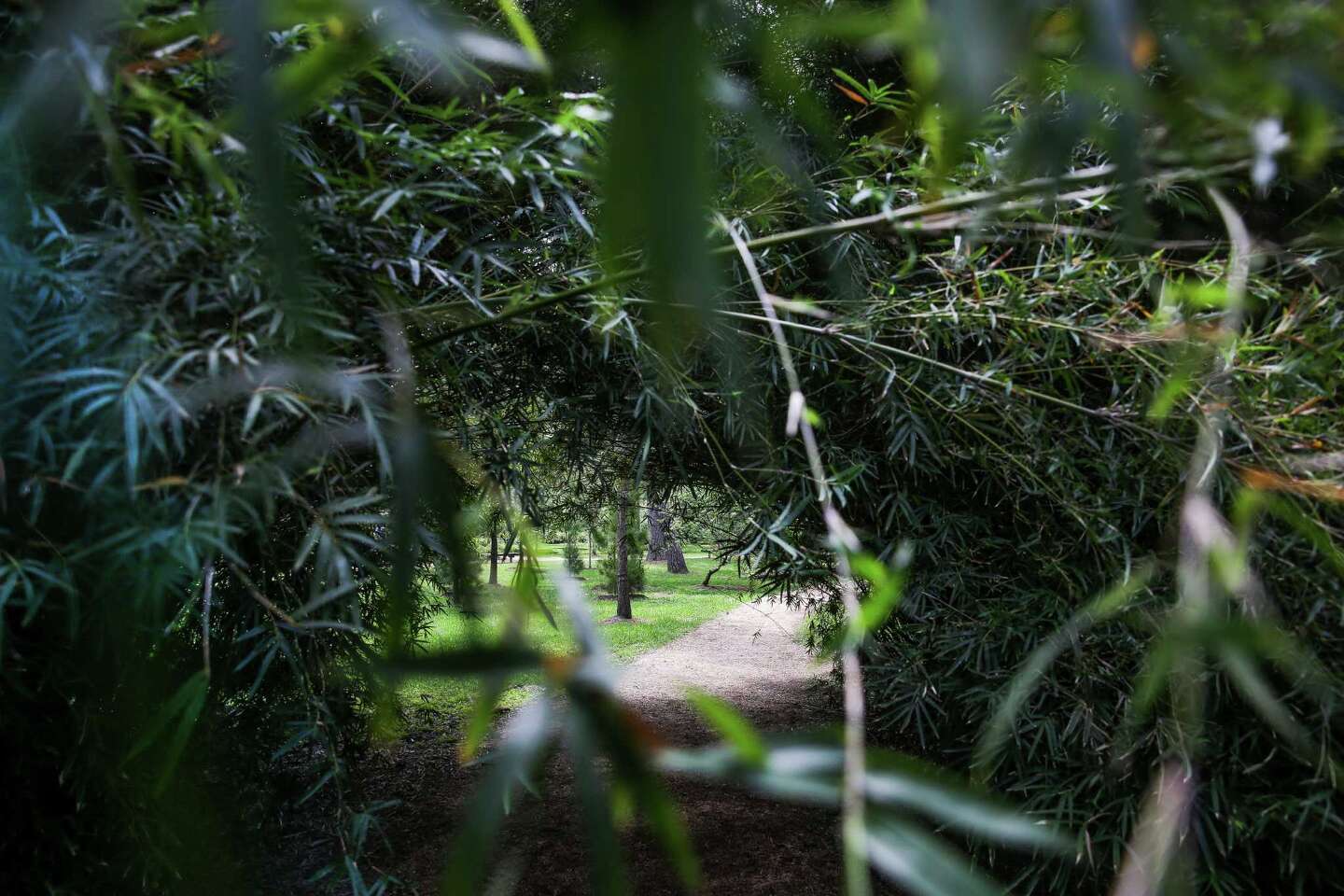 Don't be afraid of using bamboo in your landscape