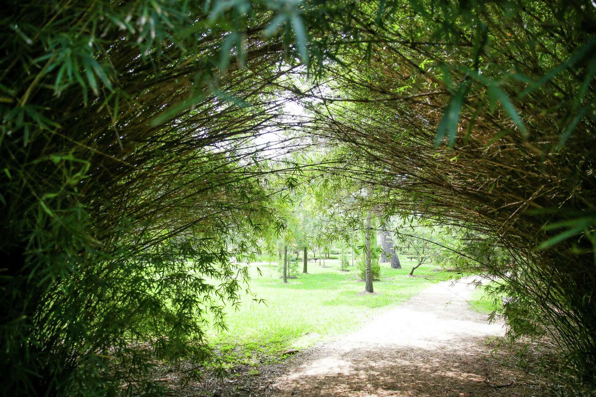 Don't be afraid of using bamboo in your landscape