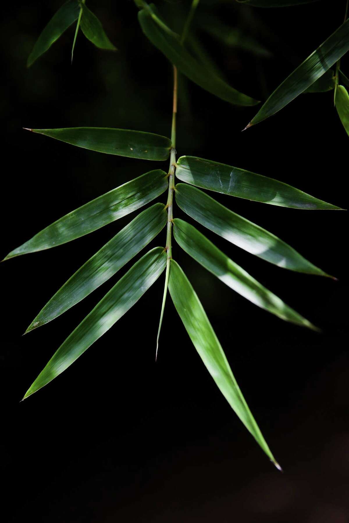 Don't be afraid of using bamboo in your landscape
