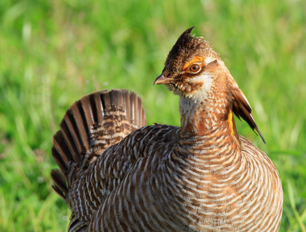 Attwater's Prairie Chicken Festival gets things 'booming'