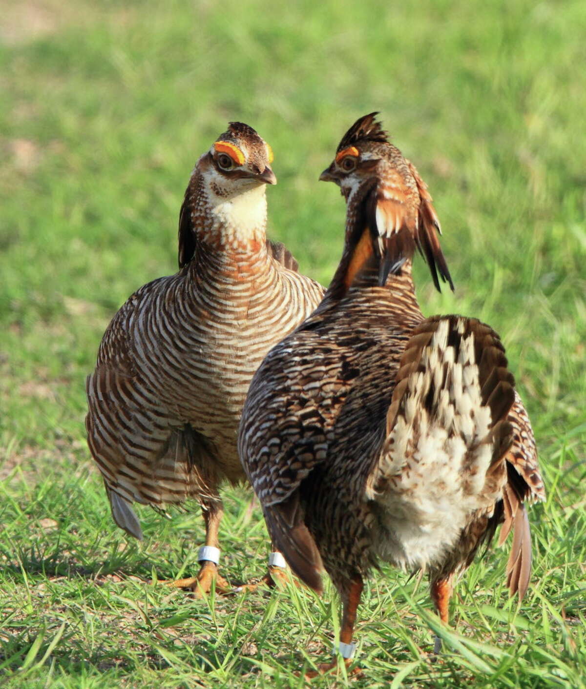 Attwater's Prairie Chicken Festival gets things 'booming'