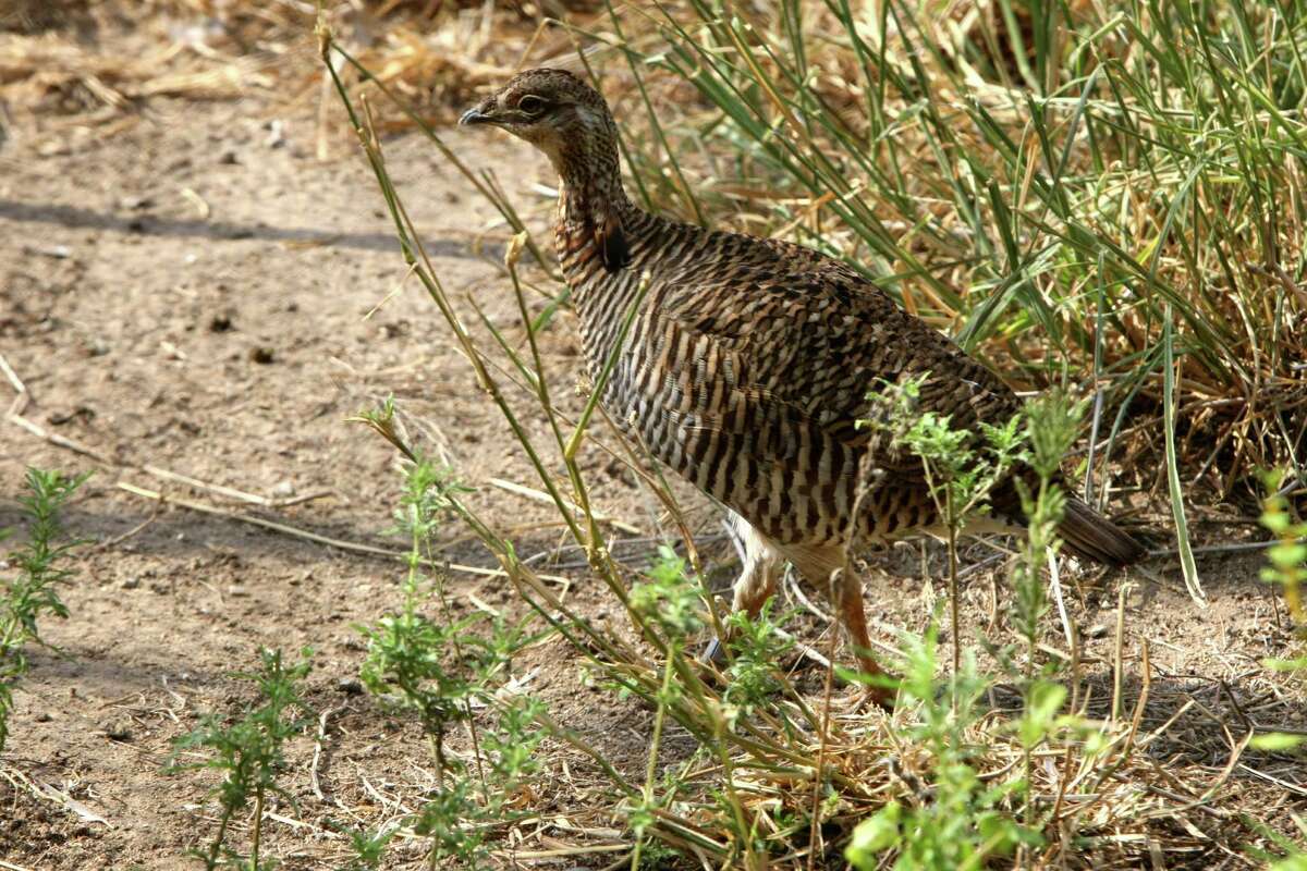 Attwater's Prairie Chicken Festival gets things 'booming'