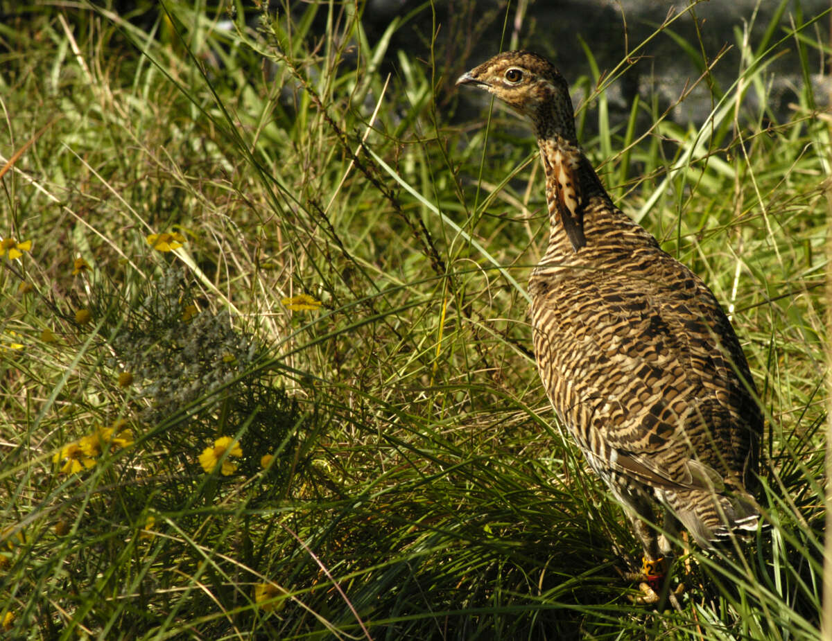 Attwater's Prairie Chicken Festival gets things 'booming'