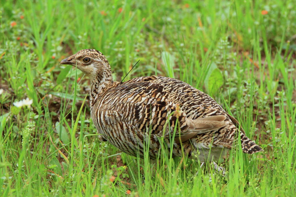 Attwater's Prairie Chicken Festival gets things 'booming'