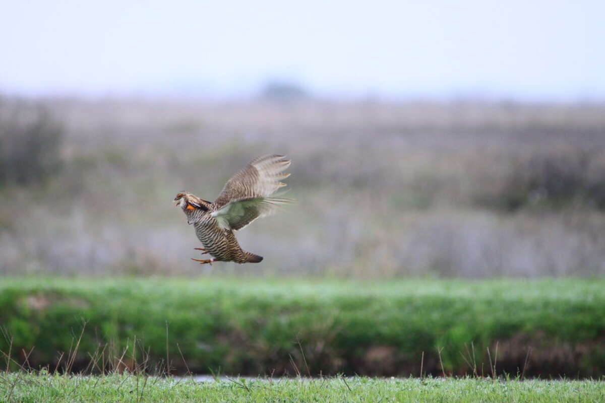 Attwater's Prairie Chicken Festival gets things 'booming'