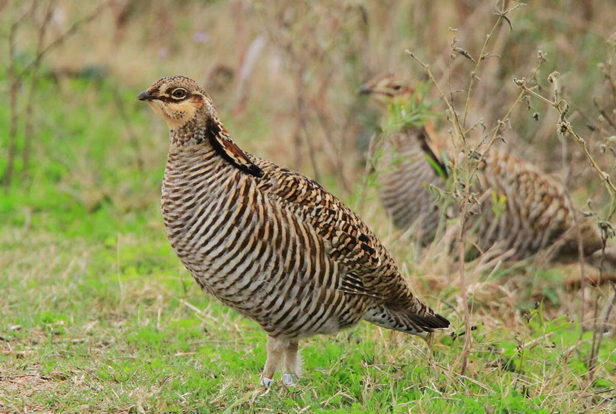 Attwater's Prairie Chicken Festival gets things 'booming'