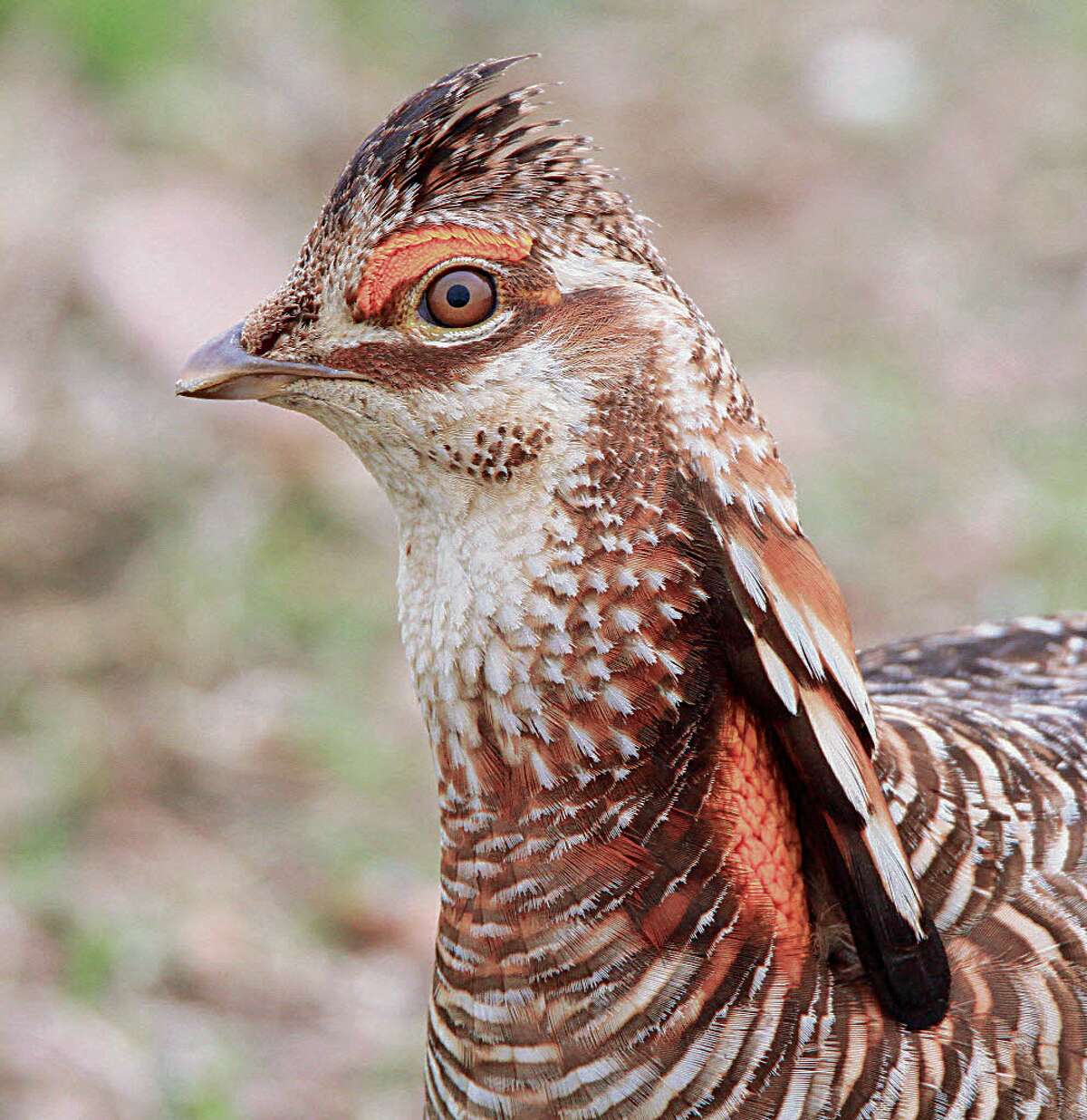 Attwater's Prairie Chicken Festival gets things 'booming'