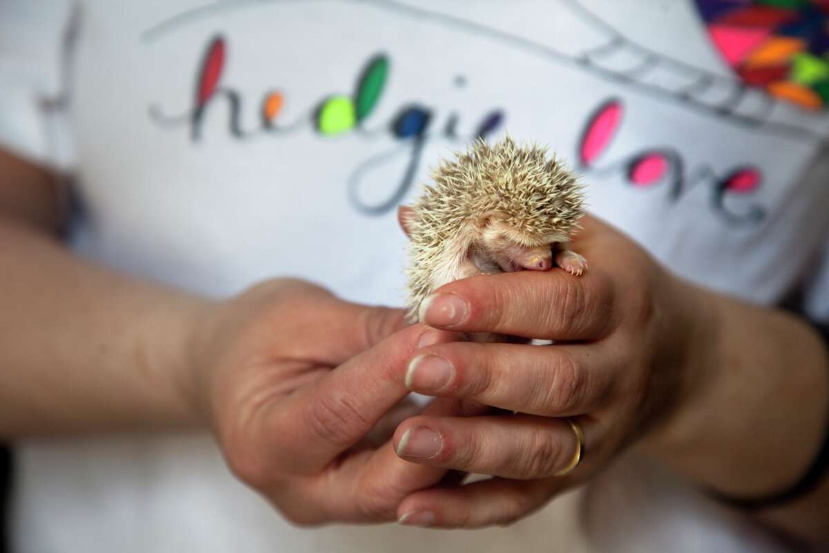 Hedgehog cafe opens in Tokyo
