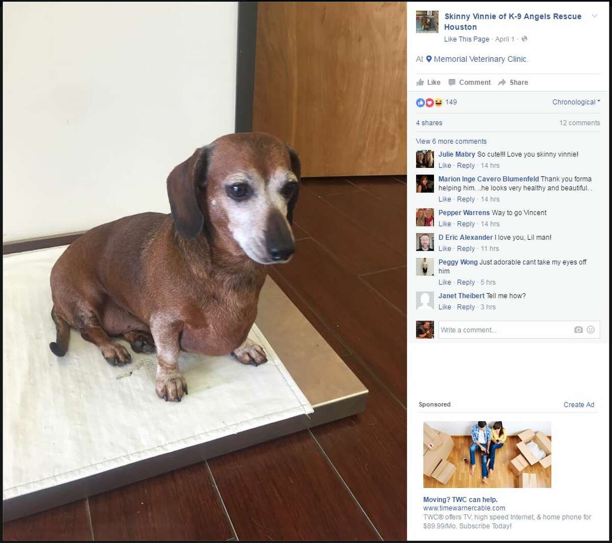 Houston dachshund known as fat Vincent is now ‘skinny Vinnie’ after ...