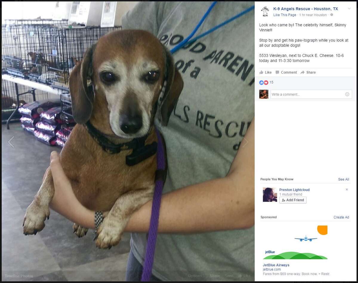 Houston dachshund known as fat Vincent is now ‘skinny Vinnie’ after ...
