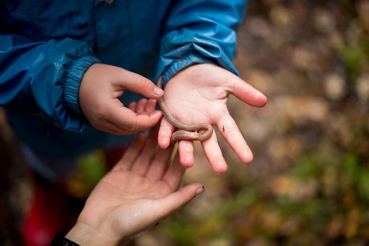 Kids get a chance to meet nature at UC’s BioBlitz