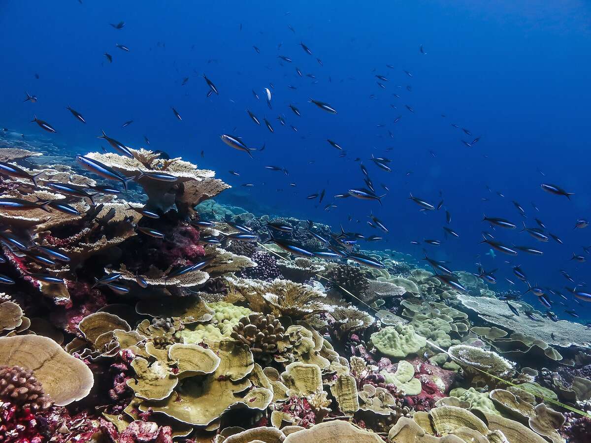 In vitro fertilization may save coral reefs
