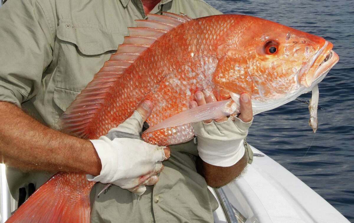 Snapper anglers have reason to see red