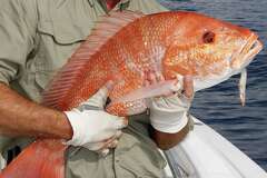 Snapper anglers have reason to see red