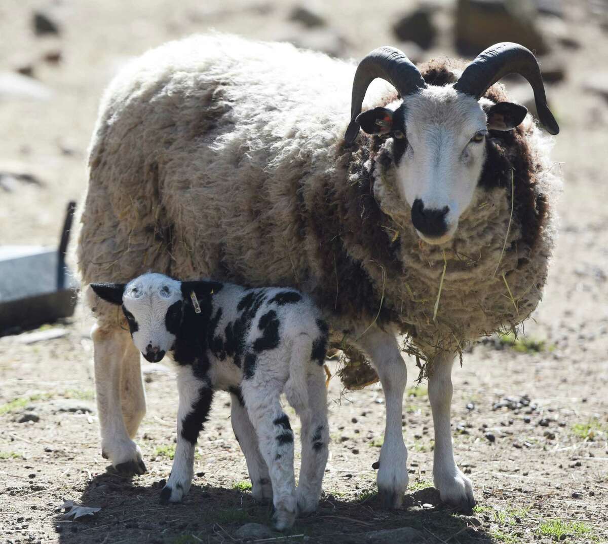 Baby animals draw Sunday Explorers to Heckscher Farm