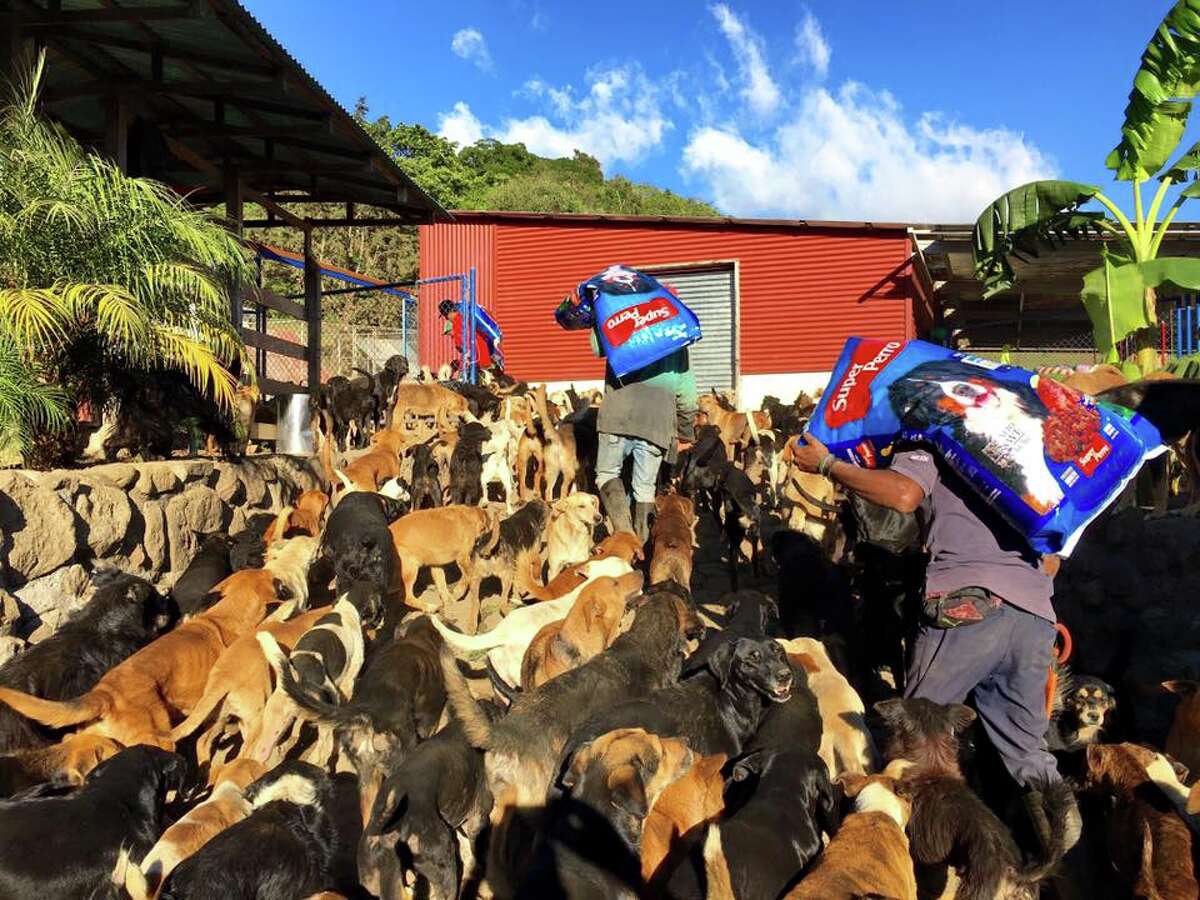 Costa Rica's Territorio de Zaguates is home to more than 900 dogs