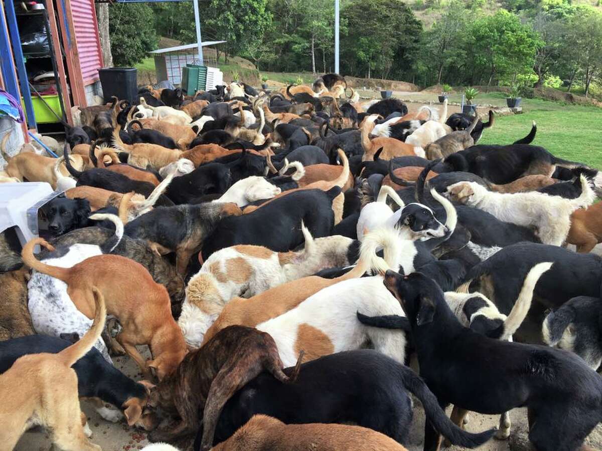 Costa Rica’s Territorio de Zaguates is home to more than 900 dogs