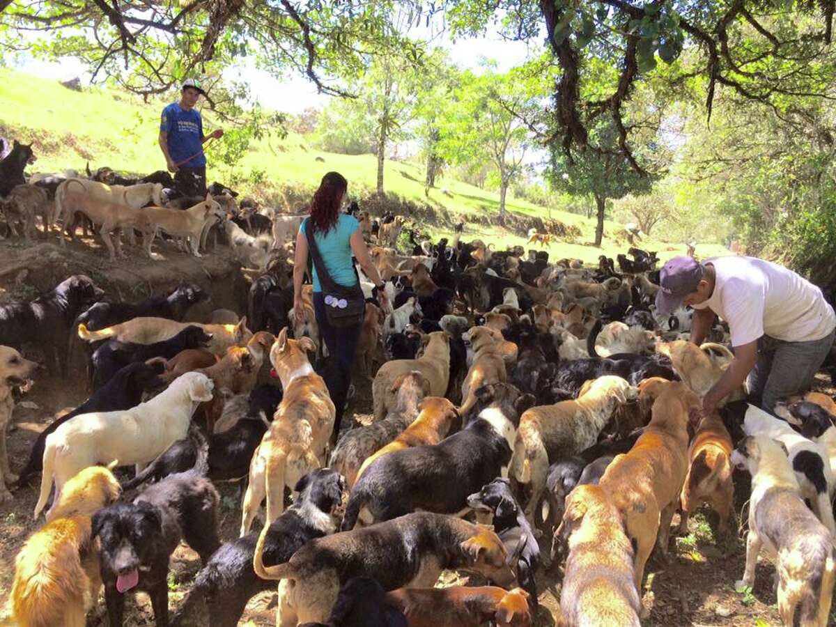 Costa Rica’s Territorio de Zaguates is home to more than 900 dogs