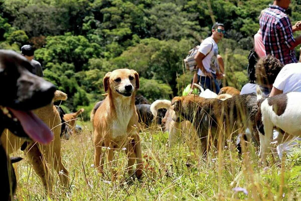 Costa Rica's Territorio de Zaguates is home to more than 900 dogs
