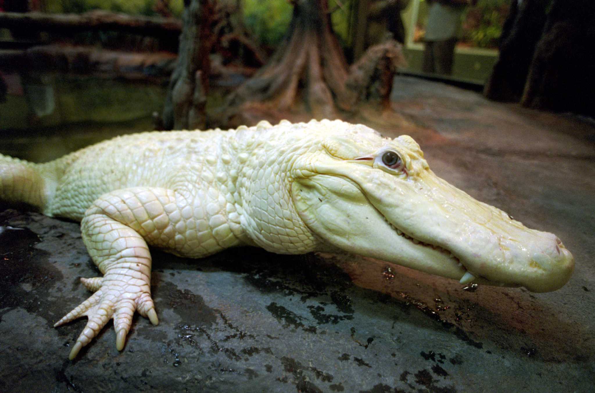 Leucistic Crocodile