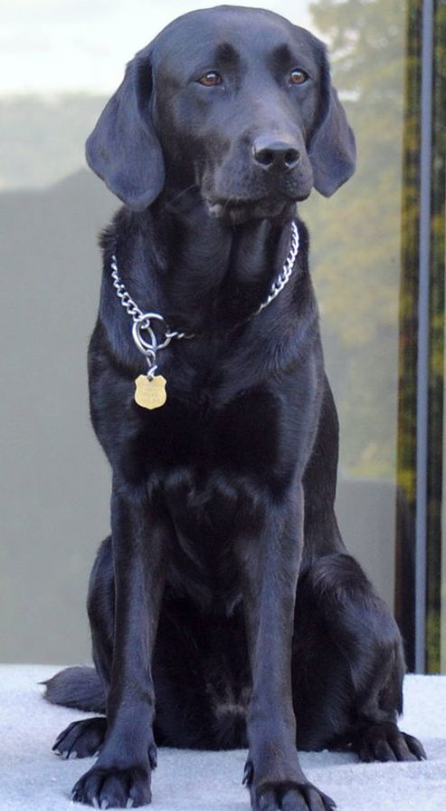 State police train more ‘computer K9s’