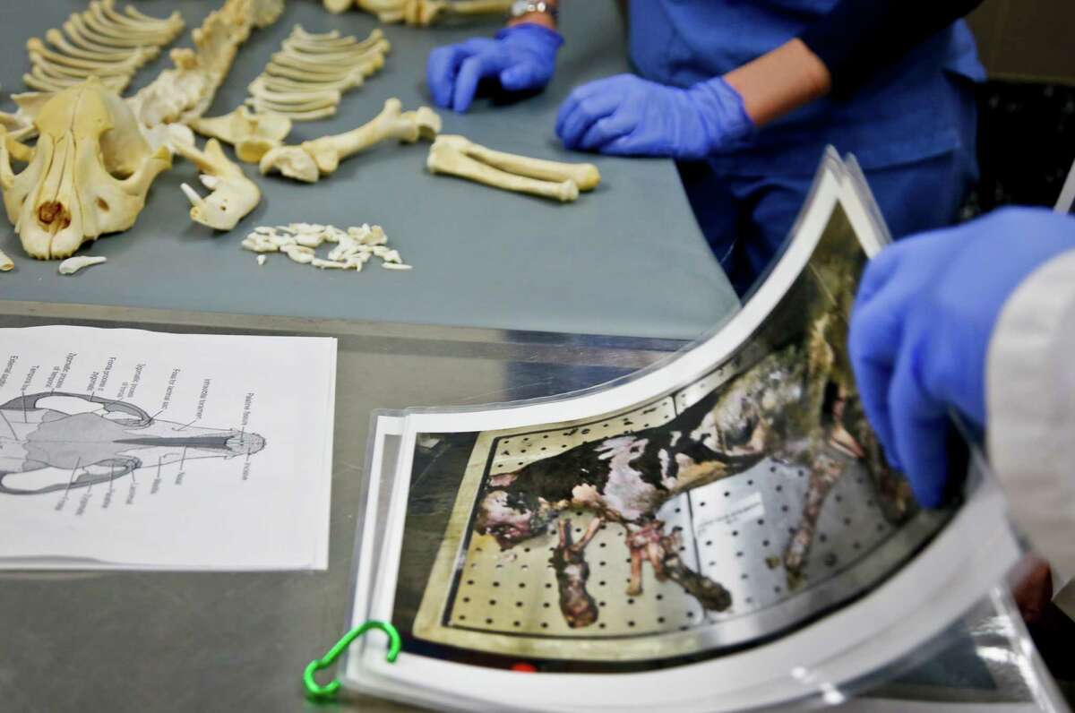 CSI for animals: Forensic vets battle pet abuse, neglect