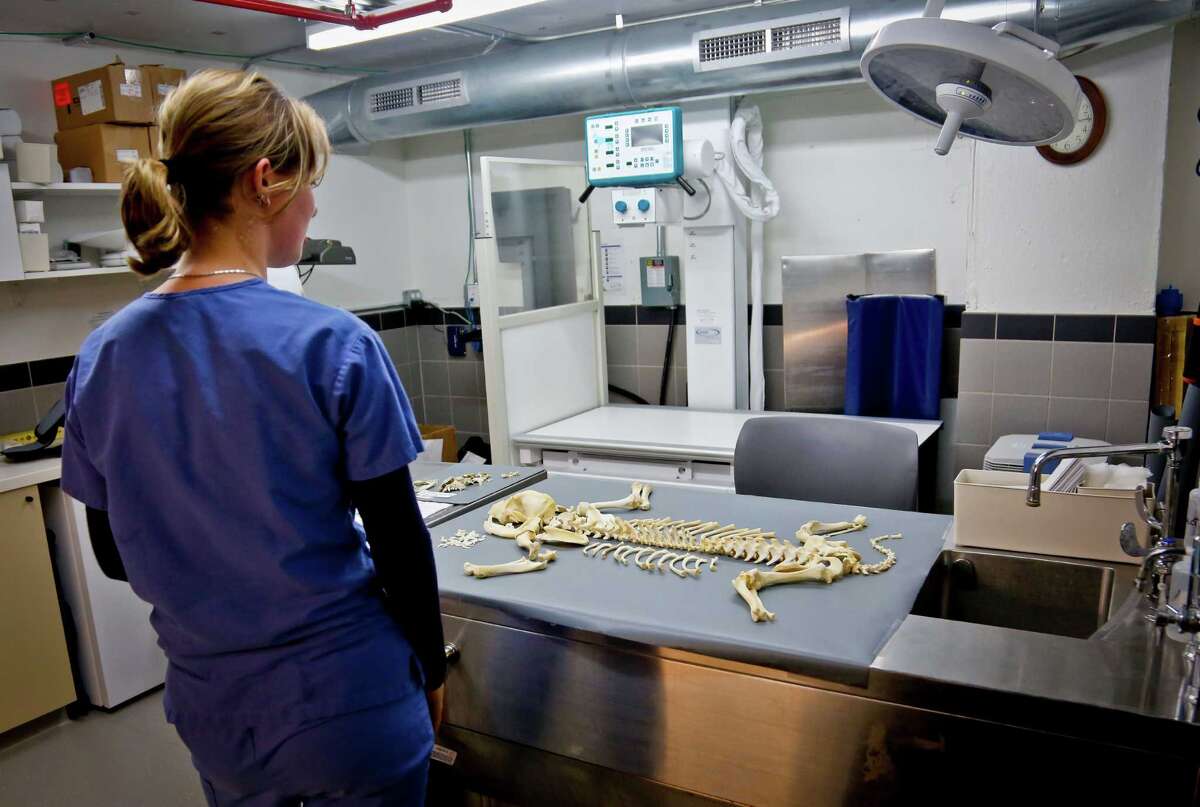 CSI for animals: Forensic vets battle pet abuse, neglect