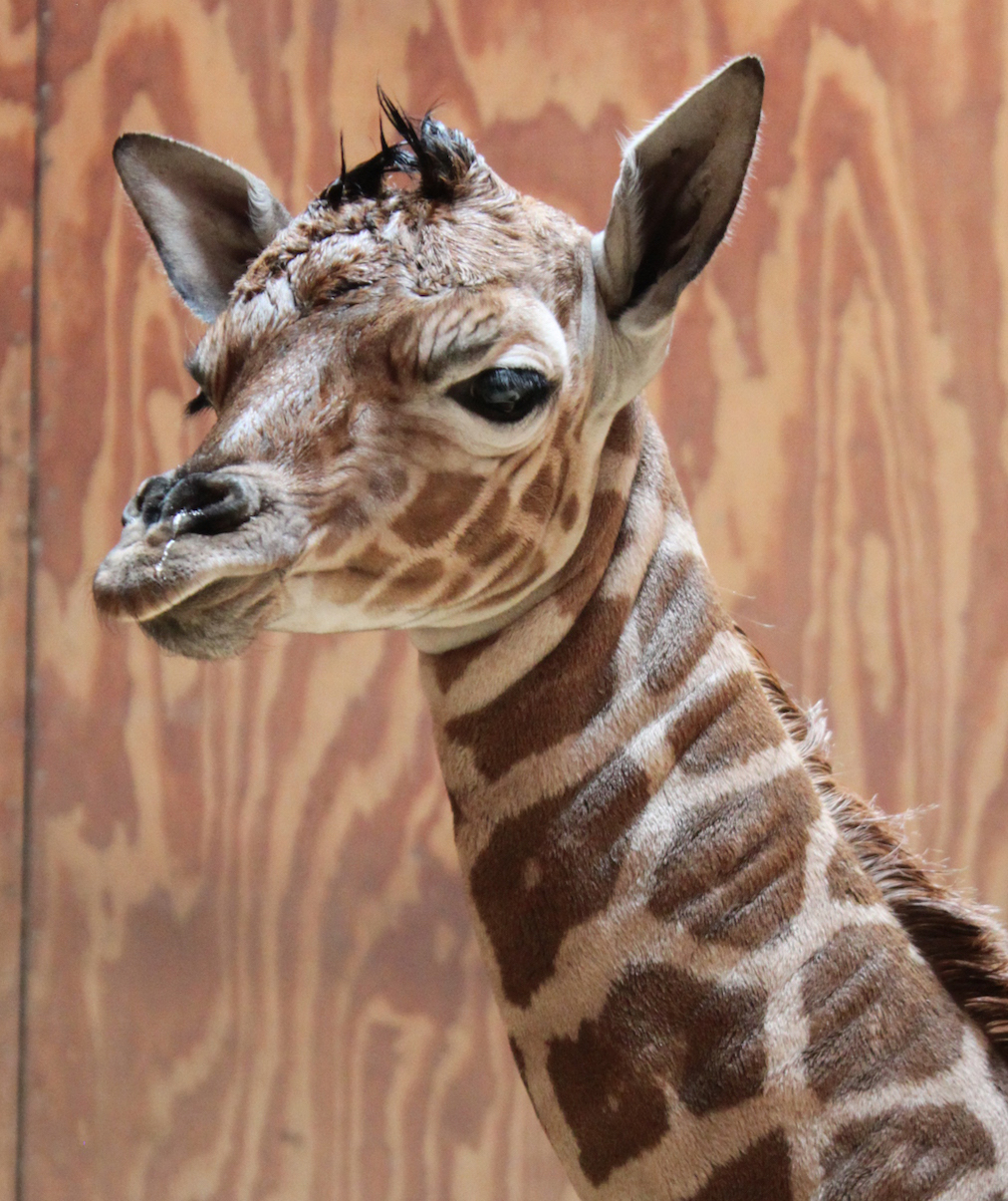 Baby giraffe born at San Francisco Zoo