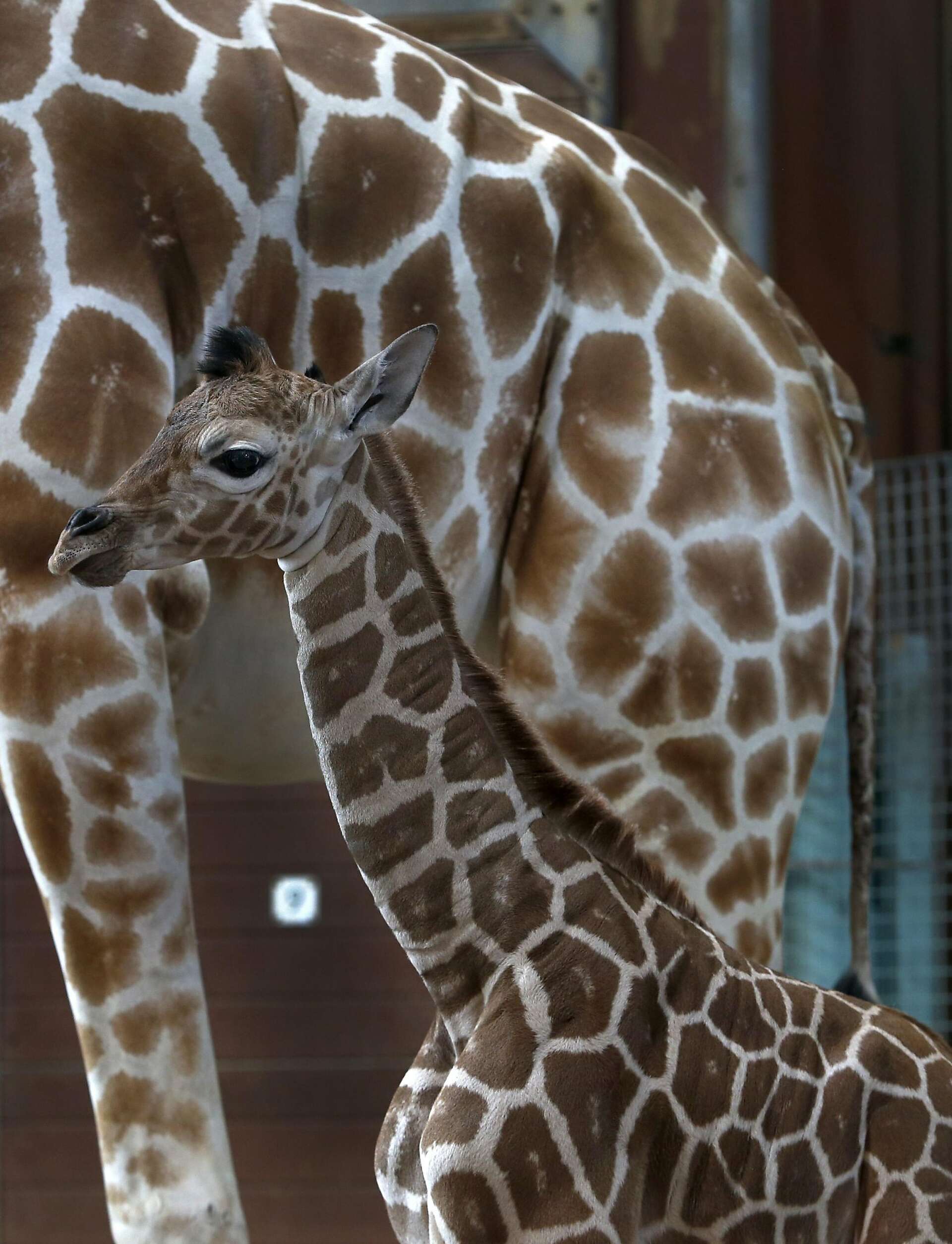 Baby giraffe born at San Francisco Zoo