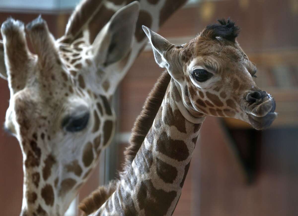 Baby giraffe born at San Francisco Zoo