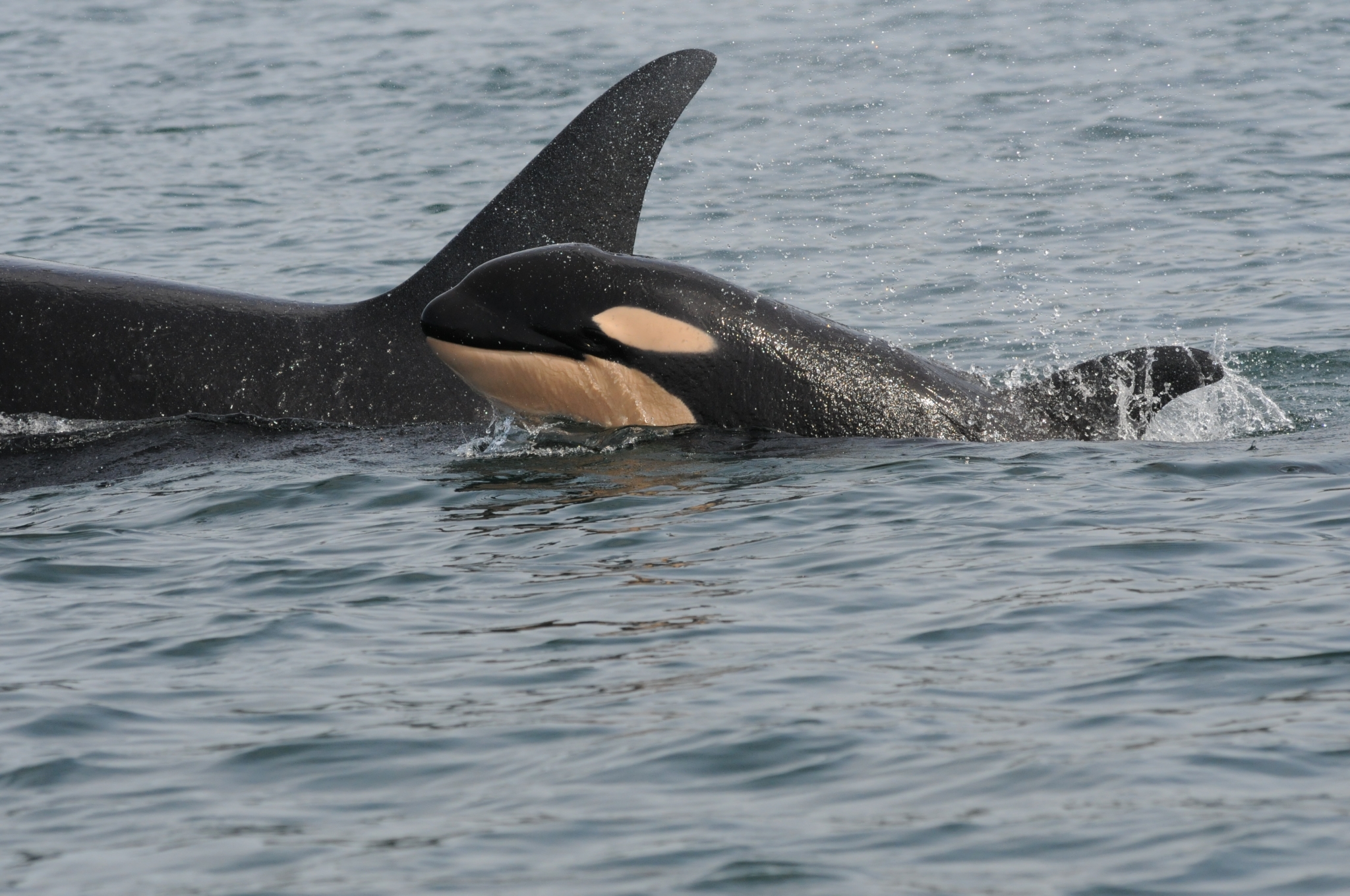 Southern Resident orca population dwindles to a 30-year low