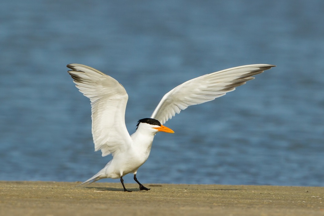 On the go: crawfish and feathers