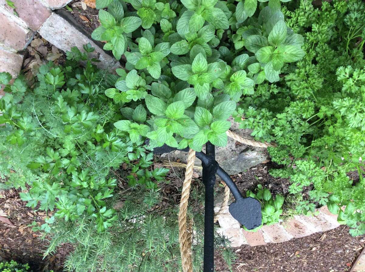 Victorian manse was home to 3 generations of the Waters family