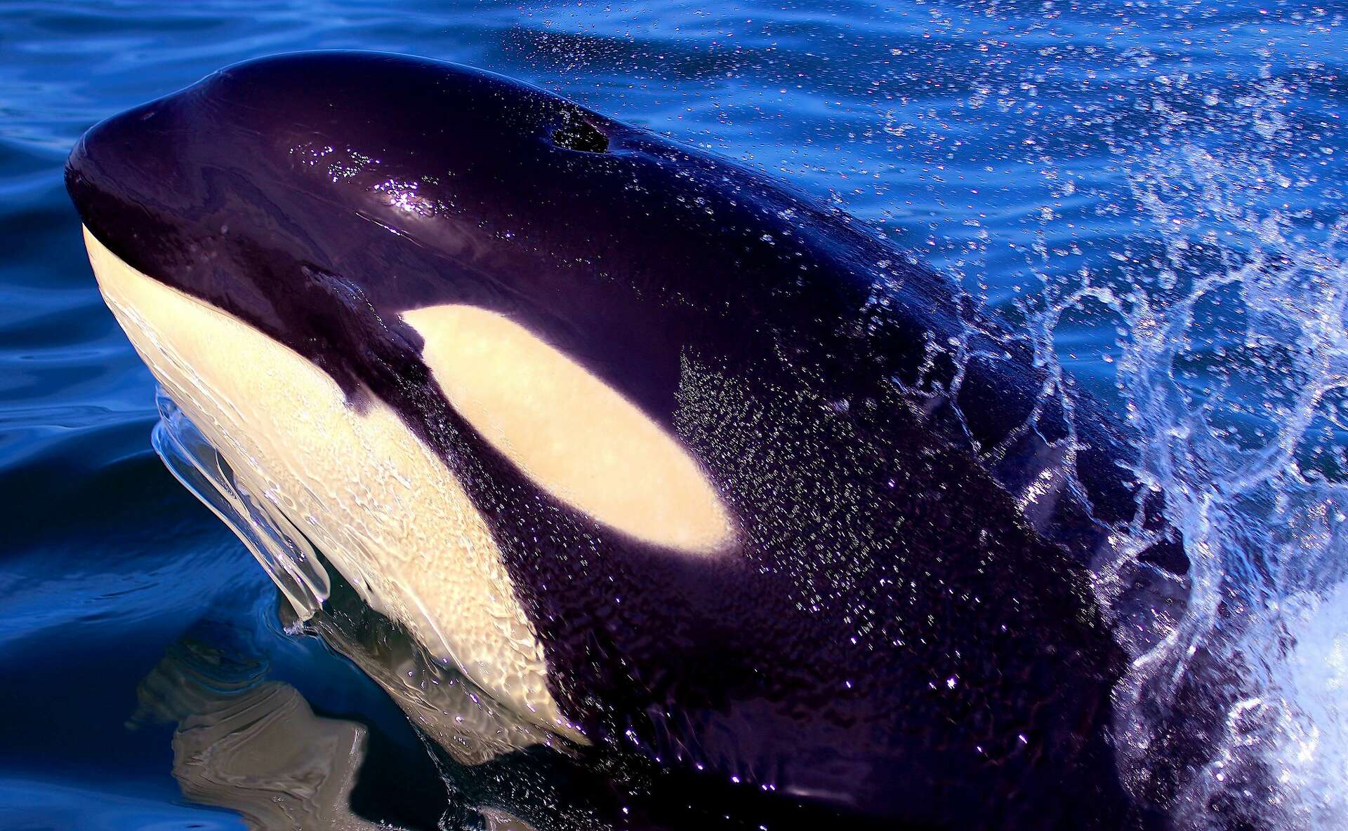 Orca attacks highlight season’s coastal activity