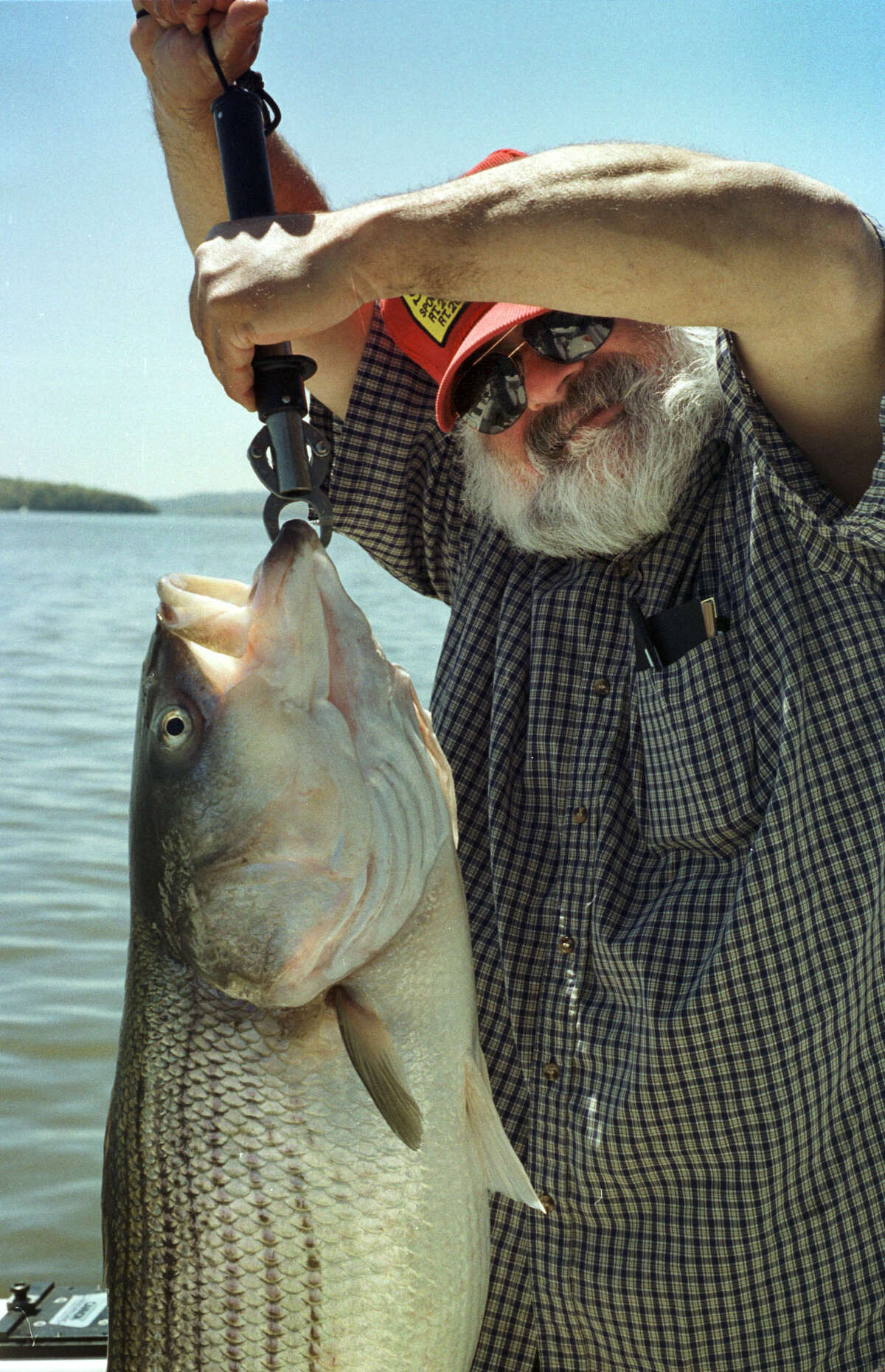 Hudson herring regain historic spawning stream in South Troy