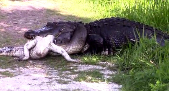 Huge alligator on Florida's Circle B Bar Reserve is super into cannibalism