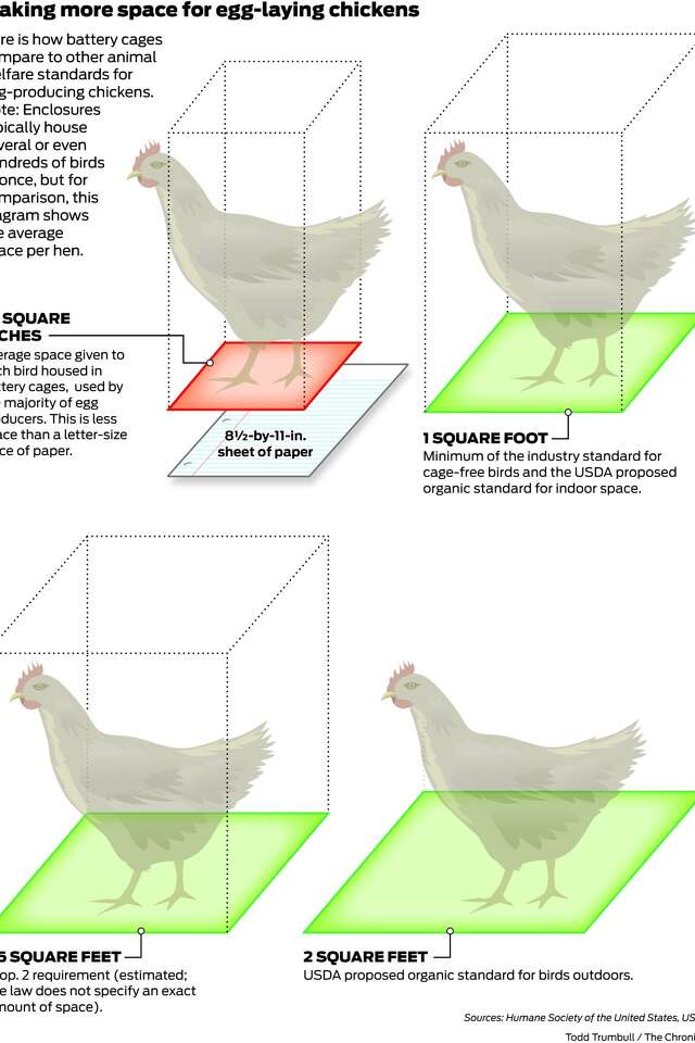 What does ‘cage-free’ really mean, exactly?