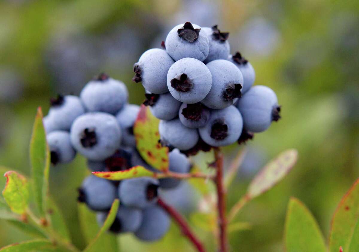 9 American foods that have been banned in other countries