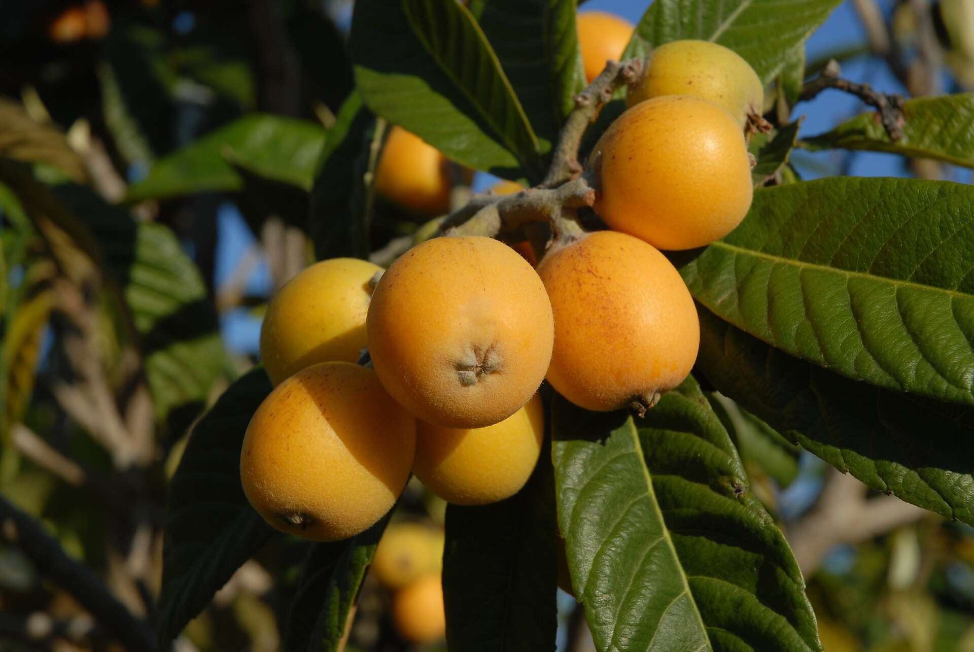 15 things to know about loquats, aka 'Chinese plums' or 'nisperos'