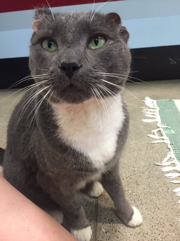 Nearly earless cat named Buds up for adoption in SF