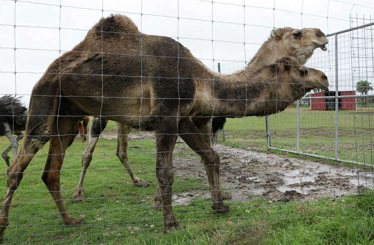 A landfill where the wildebeest roams