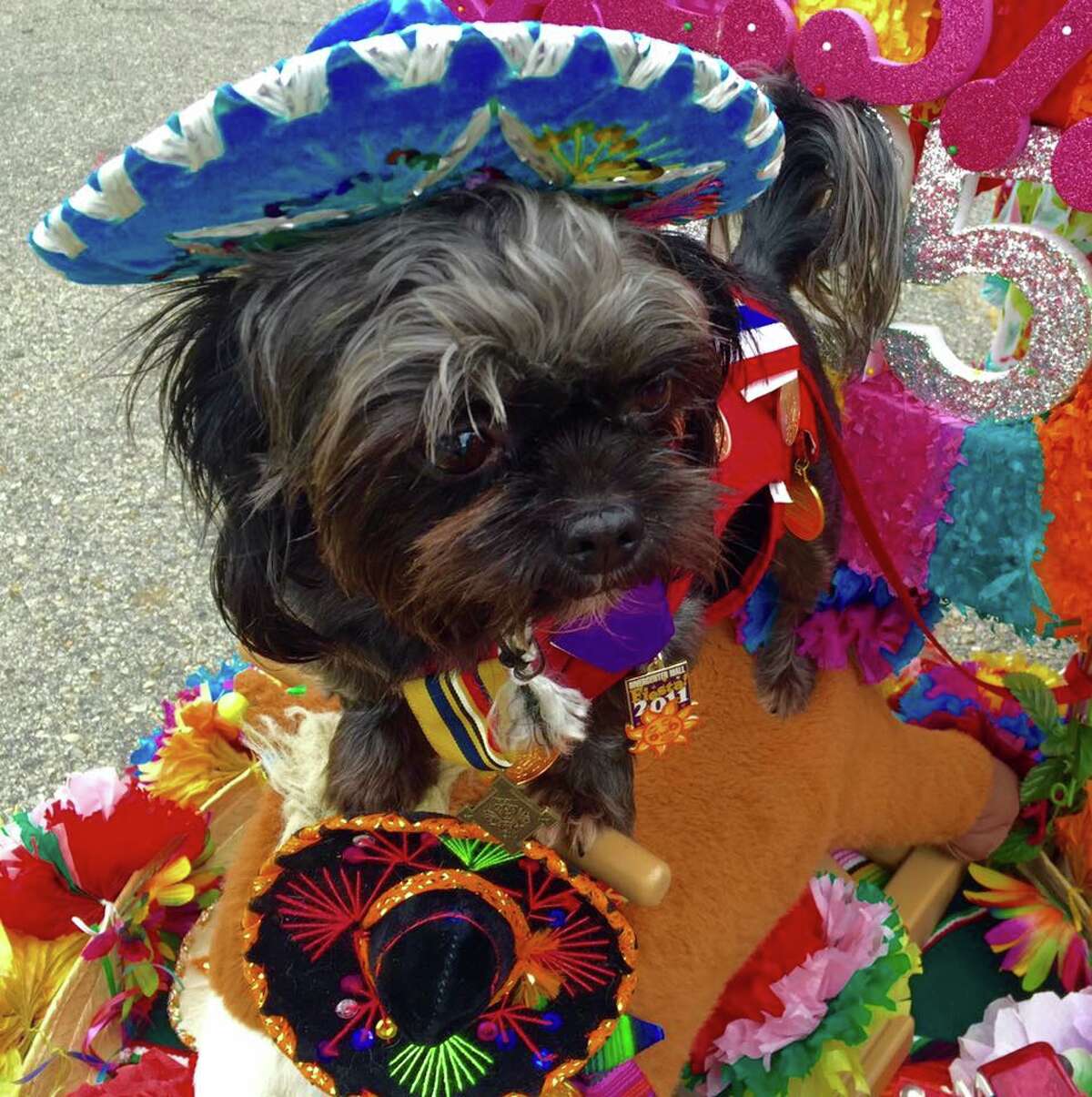 10 pet-friendly events to check out during Fiesta 2017