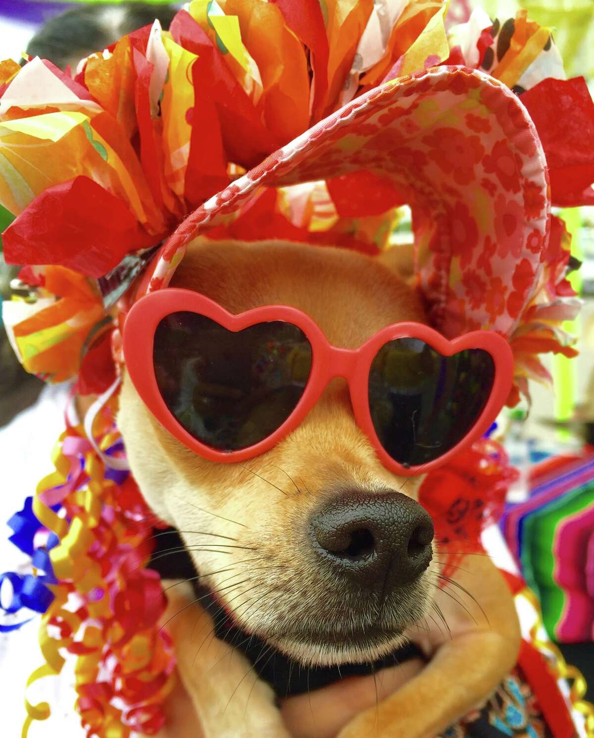 10 pet-friendly events to check out during Fiesta 2017